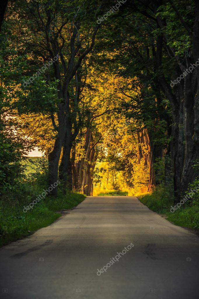 Sidewalk alley path with trees in park. Stock Photo by ©Voyagerix 92500094
