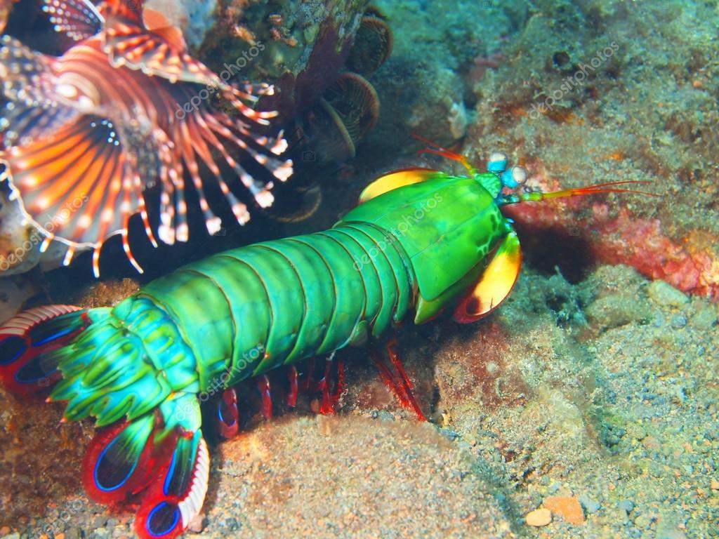 Mantis shrimp Stock Photo by ©vodolaz 58929687