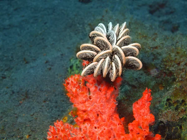 해양 산호 스톡 사진, 로열티-프리 해양 산호 이미지 | Depositphotos