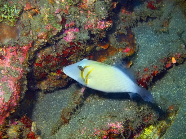Poissons de roche du pacifique Stock Photos, Royalty Free Poissons de ...