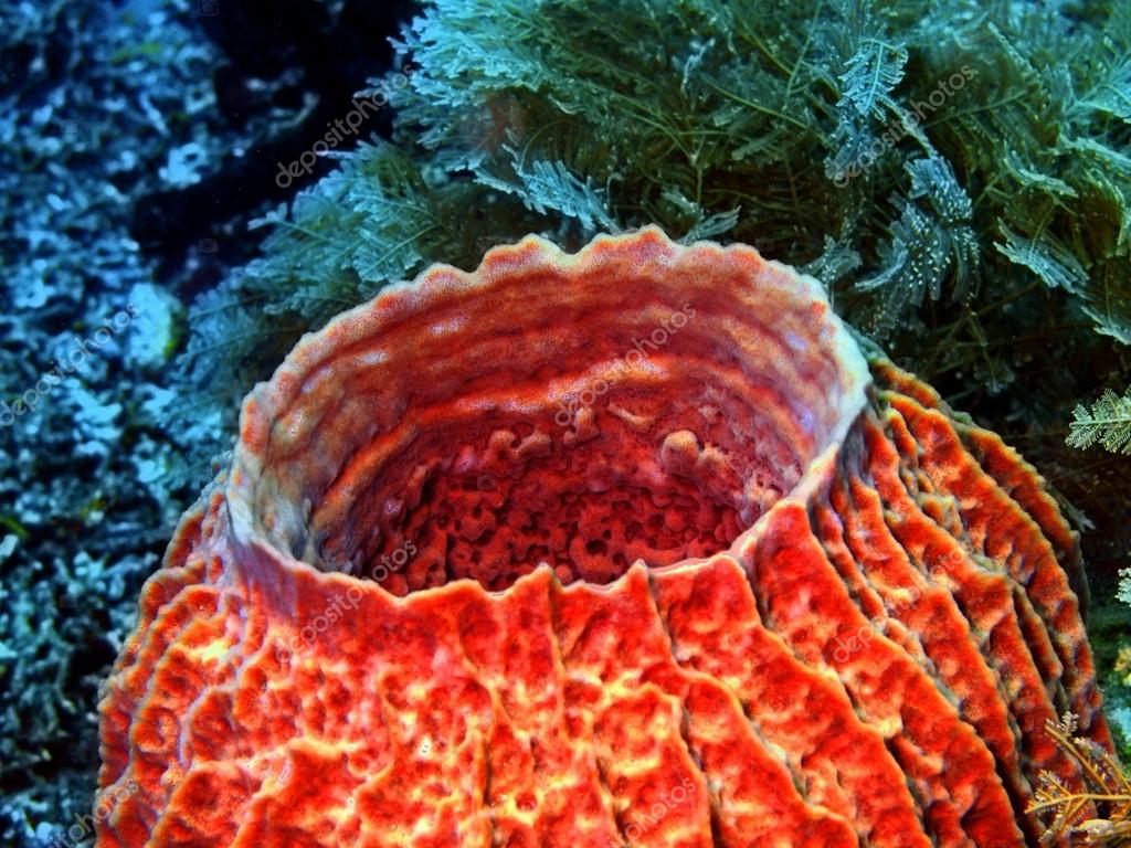 Demosponge Stock Photo by ©vodolaz 61693929