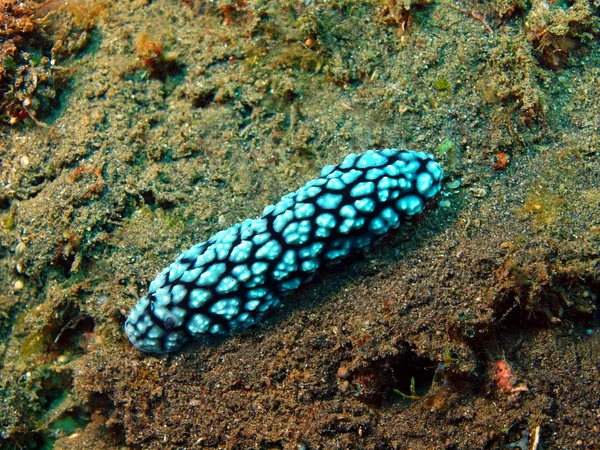 Tubular sea cucumber Stock Photos, Royalty Free Tubular sea cucumber ...