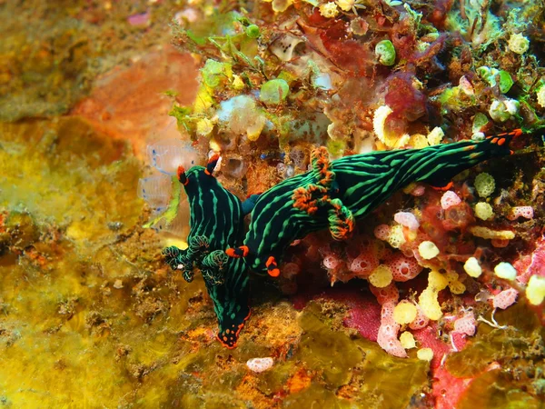 Sea slugs Stock Photos, Royalty Free Sea slugs Images | Depositphotos