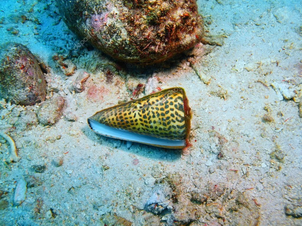 Cone shell, Island Bali, Pemuteran — Stock Photo © vodolaz #90325876