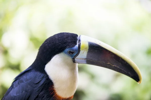 Donde ver tucanes de la republica dominicana Stock Photos, Royalty Free ...