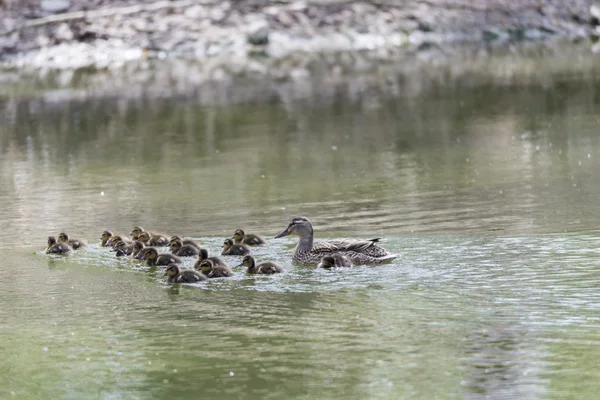 Small duck hatchlings — Stock Photo © arnau2098 #86462642