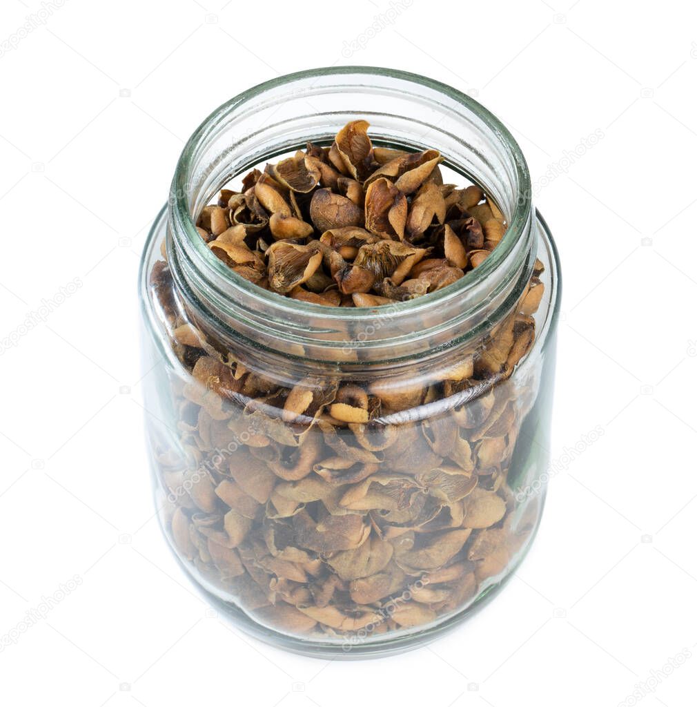 Gundha seco indio también conocido como Lisodha, Lasora, Lasoda, Lisoda ...