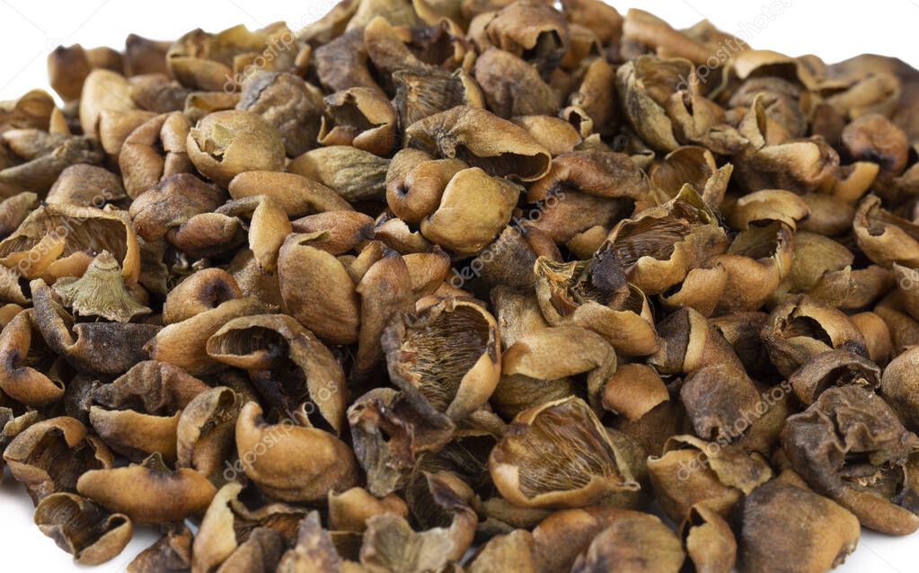 Gundha seco indio también conocido como Lisodha, Lasora, Lasoda, Lisoda ...