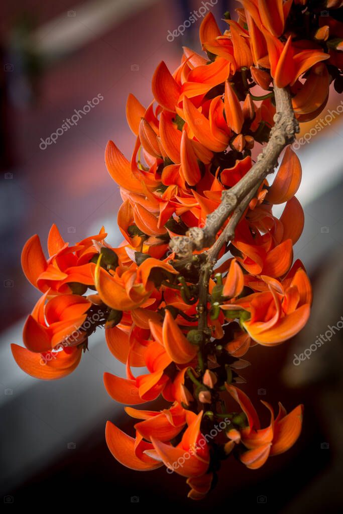 La hermosa flor de Butea monosperma de color naranja rojizo florece en ...