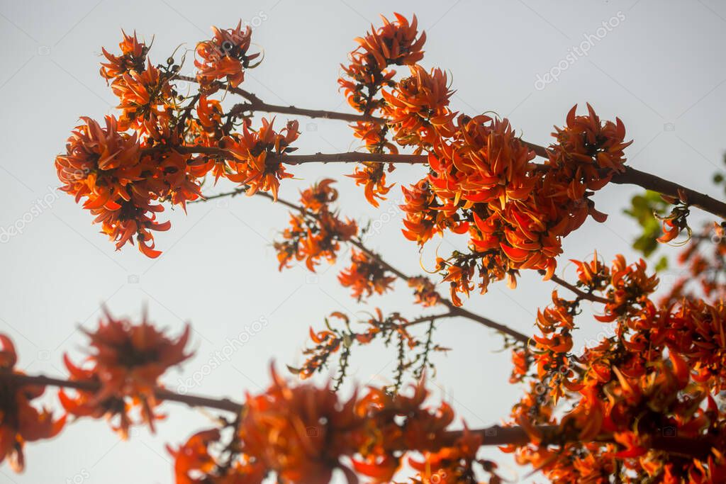 La hermosa flor de Butea monosperma de color naranja rojizo florece en ...