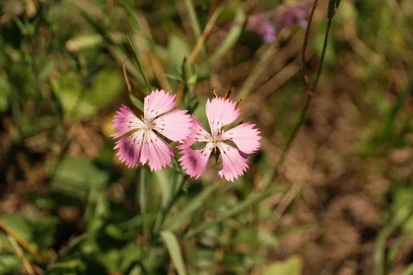 Caryophyllaceae dianthus Stock Photos, Royalty Free Caryophyllaceae ...