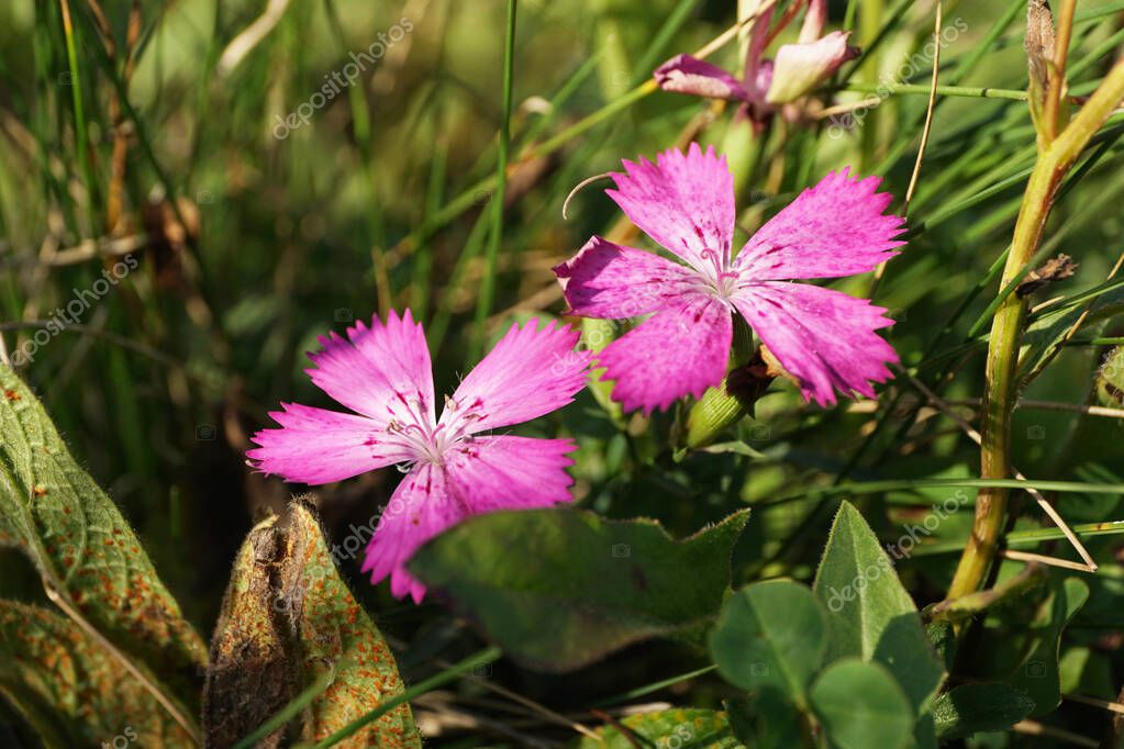 Primer plano del clavel de Dianthus caucaseus con flores rosadas que ...