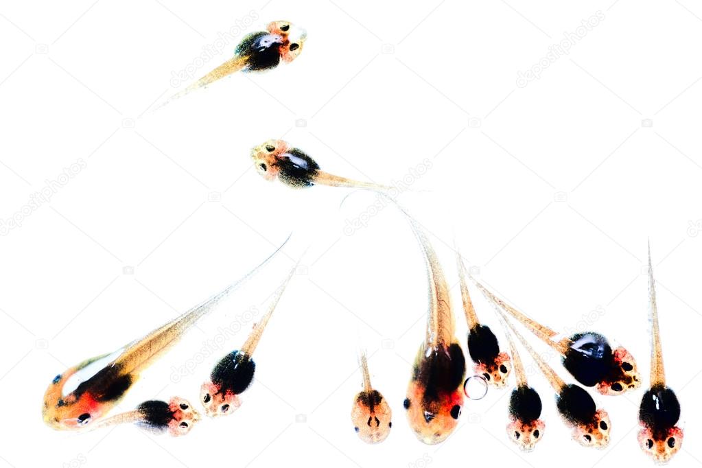 Macro tadpole on white background — Stock Photo © prajit54 #102398096