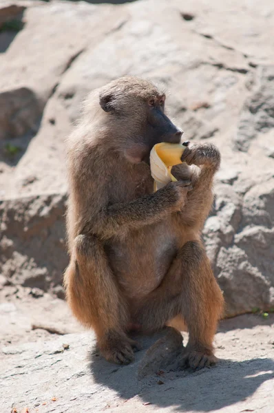 Monkey eating ice cream Stock Photos, Royalty Free Monkey eating ice ...