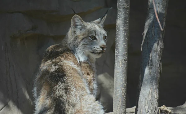 Minnesota zoo Stock Photos, Royalty Free Minnesota zoo Images ...