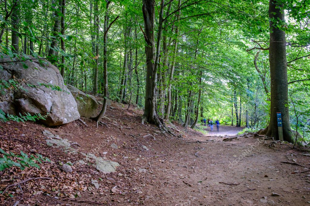 Bosque de hayas en Santa Fe de Montseny, en la provincia de Barcelona ...