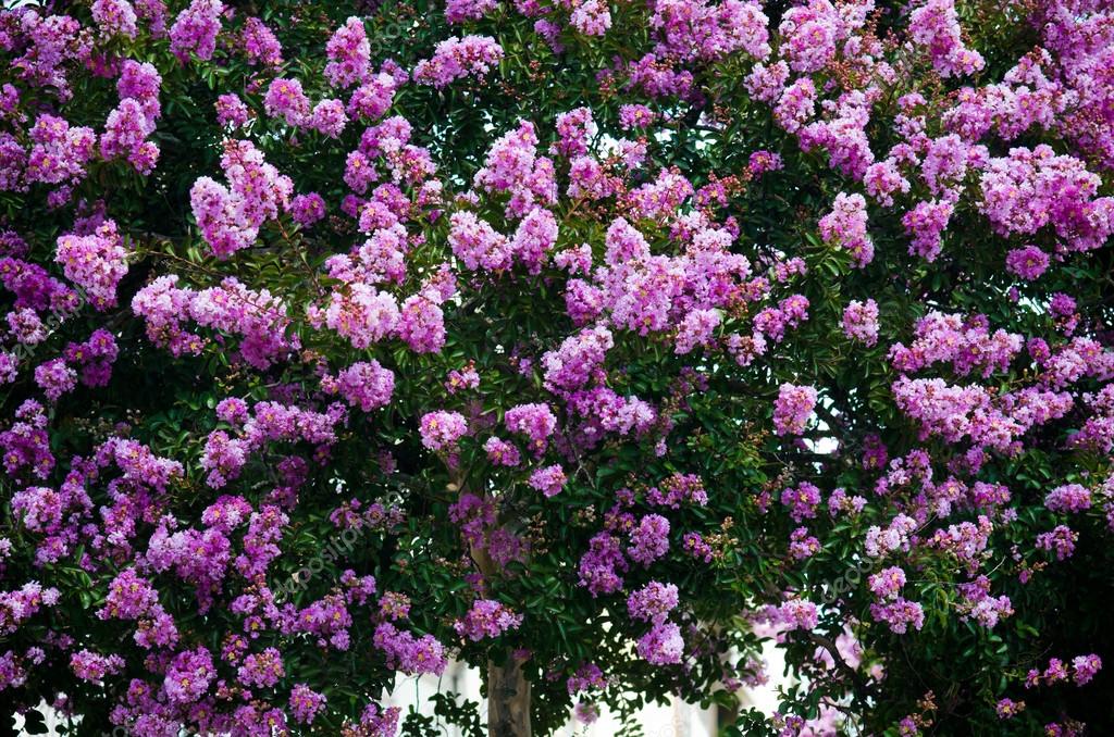 Jupiter tree with flowers — Stock Photo © MIMOHE #90983444