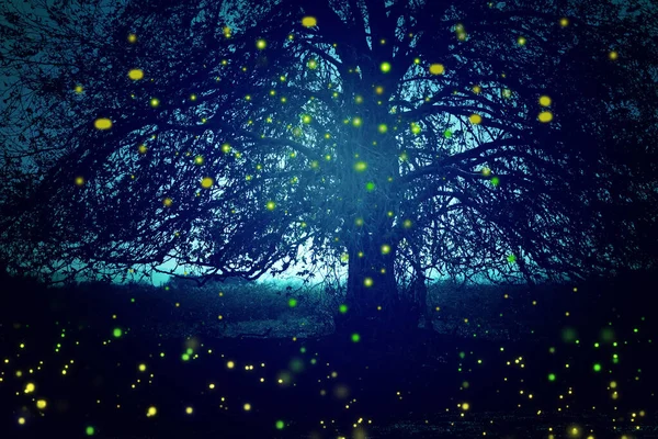 Firefly Insect Flying In Night