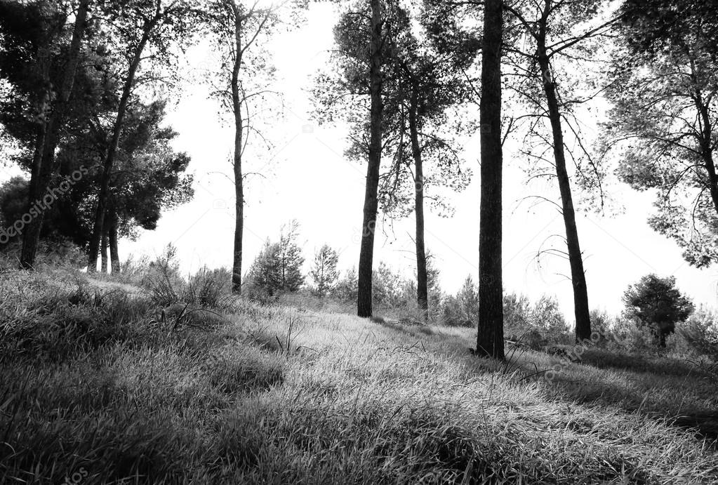 Abstract black and white trees in forest landscape Stock Photo by ...