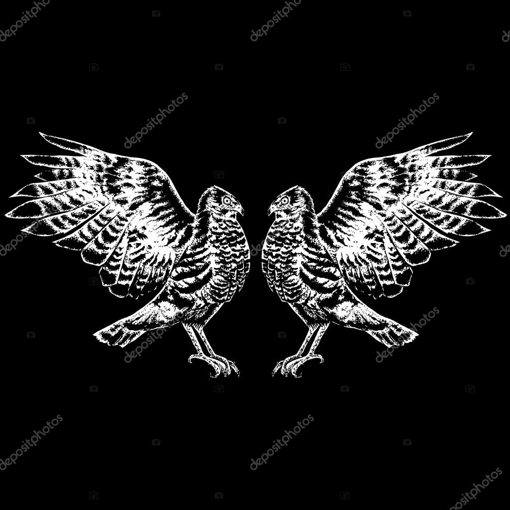 Hawks with open wings Stock Vector by ©lineartestpilot 76746035