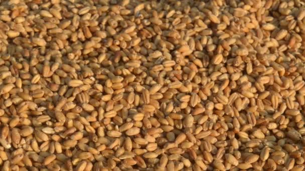 Seamless Wheat Grain Texture Pattern Morning Sunlight Natural Dry Raw ...