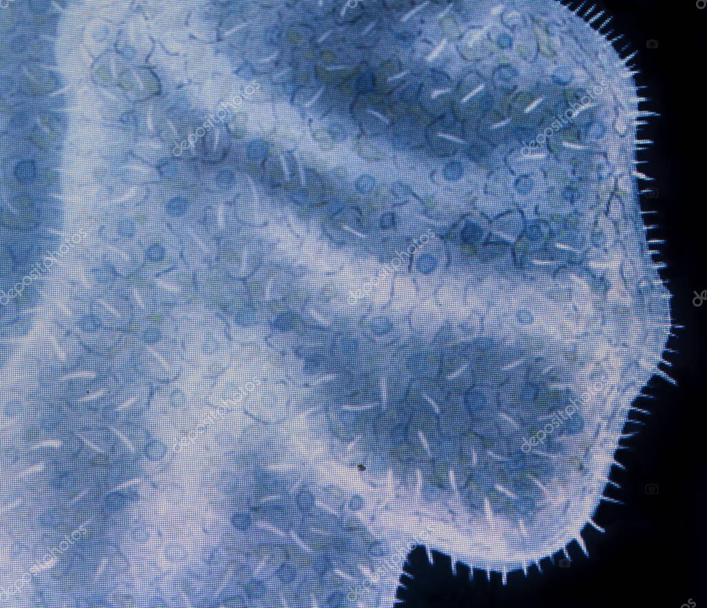 Los Placozoos son una forma basal de vida libre marina (no parasitaria ...