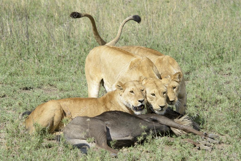 Lioness Hunting Prey