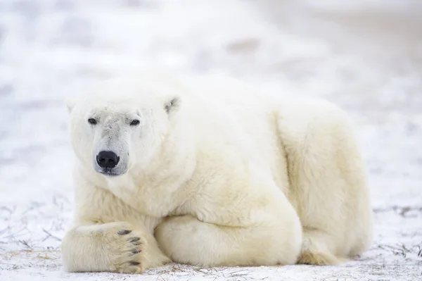 Imágenes de Oso trasero libres de derechos | DepositPhotos