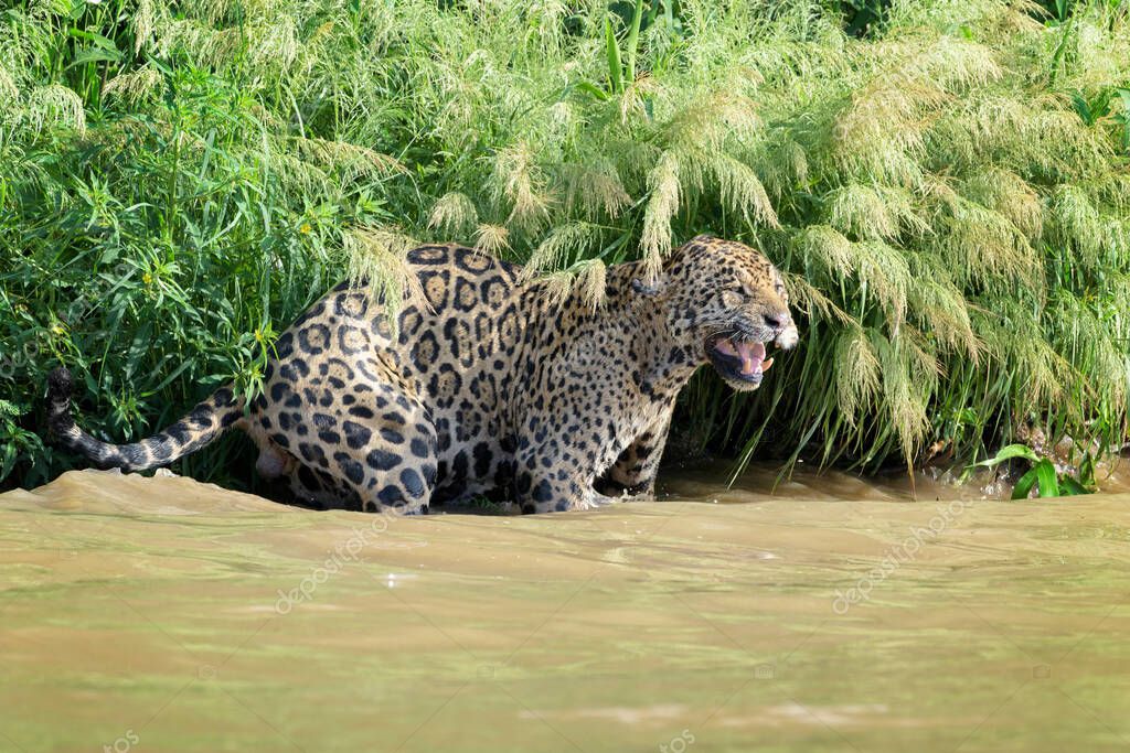 Jaguar (Panthera onca) ardiendo en el río en la orilla del río ...
