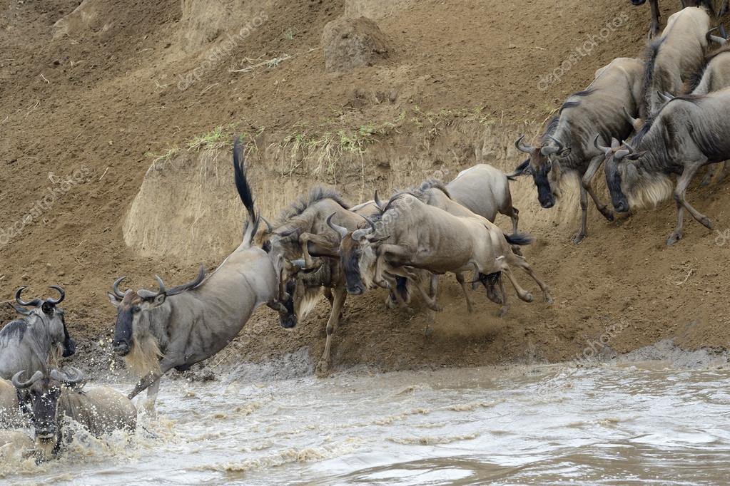 Wildebeest Jumping
