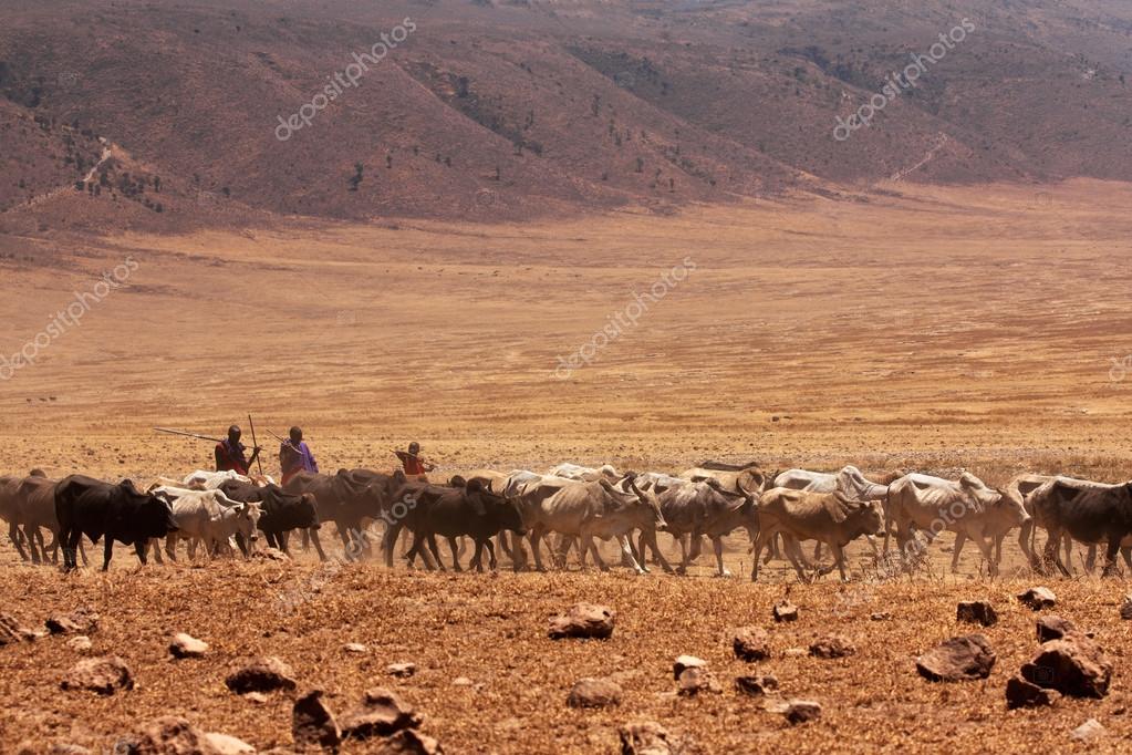 Maasai People With Cattle