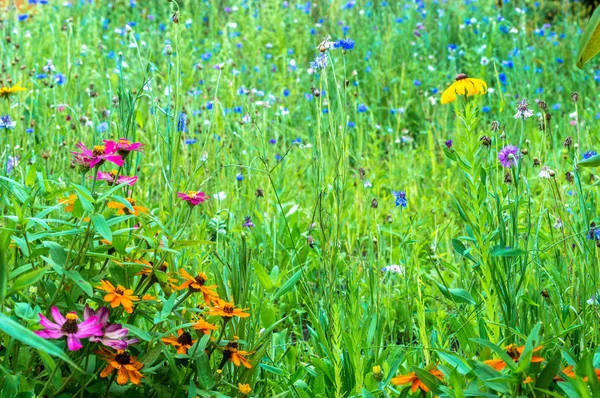 Rainbow meadow Stock Photos, Royalty Free Rainbow meadow Images ...
