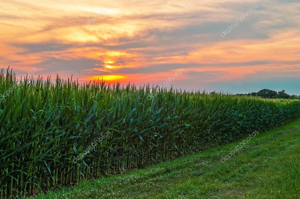 Corn Fields Sunset