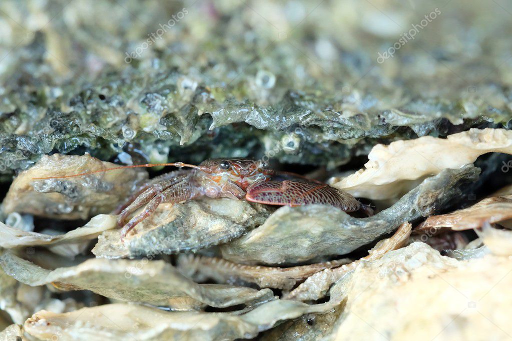 Portrait of a Red Crab ⬇ Stock Photo, Image by © Nic9899 #108288082