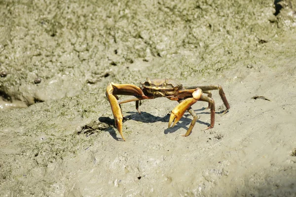 Long legs crab Stok Foto, Long legs crab Gambar Bebas Royalti ...