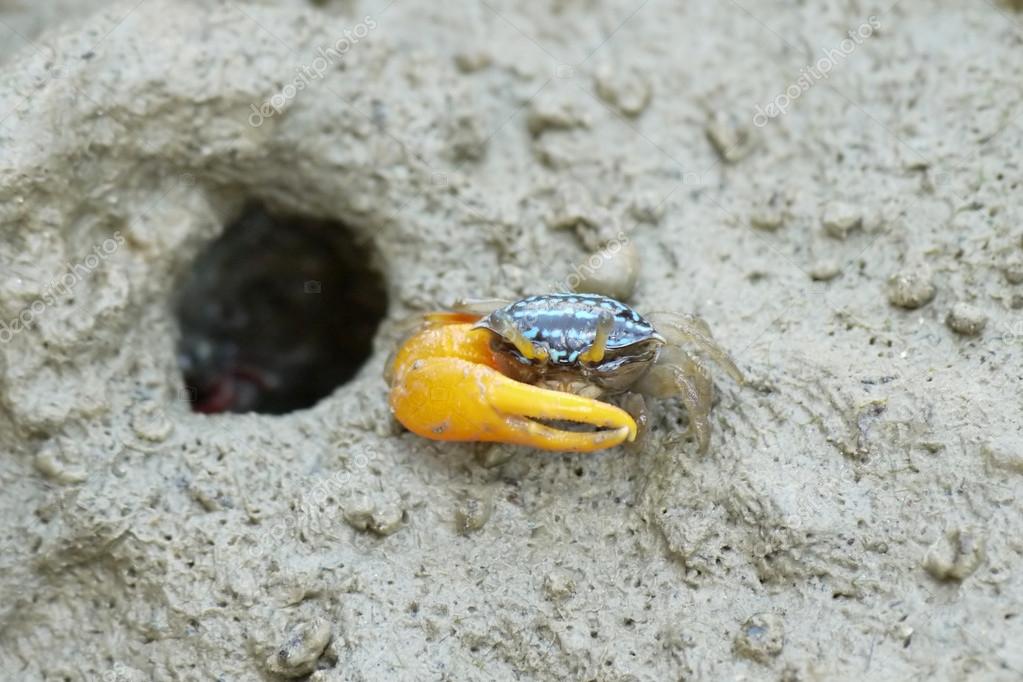 A Blue Fiddler Crab Stock Photo by ©Nic9899 60700117
