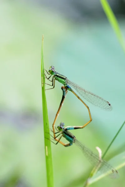 Odonata and fauna Stock Photos, Royalty Free Odonata and fauna Images ...