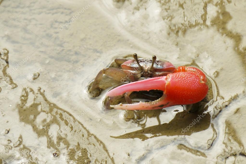 A Red Fiddler Crab — Stock Photo © Nic9899 #94833170