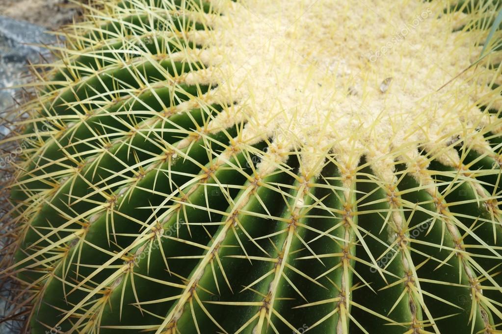 Cactus — Stock Photo © tang90246 #74505125