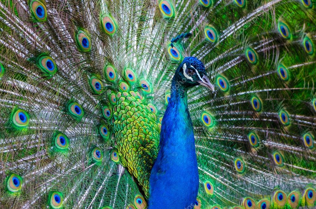 Stunning Colorful peacock — Stock Photo © ChaseClausen #52369809