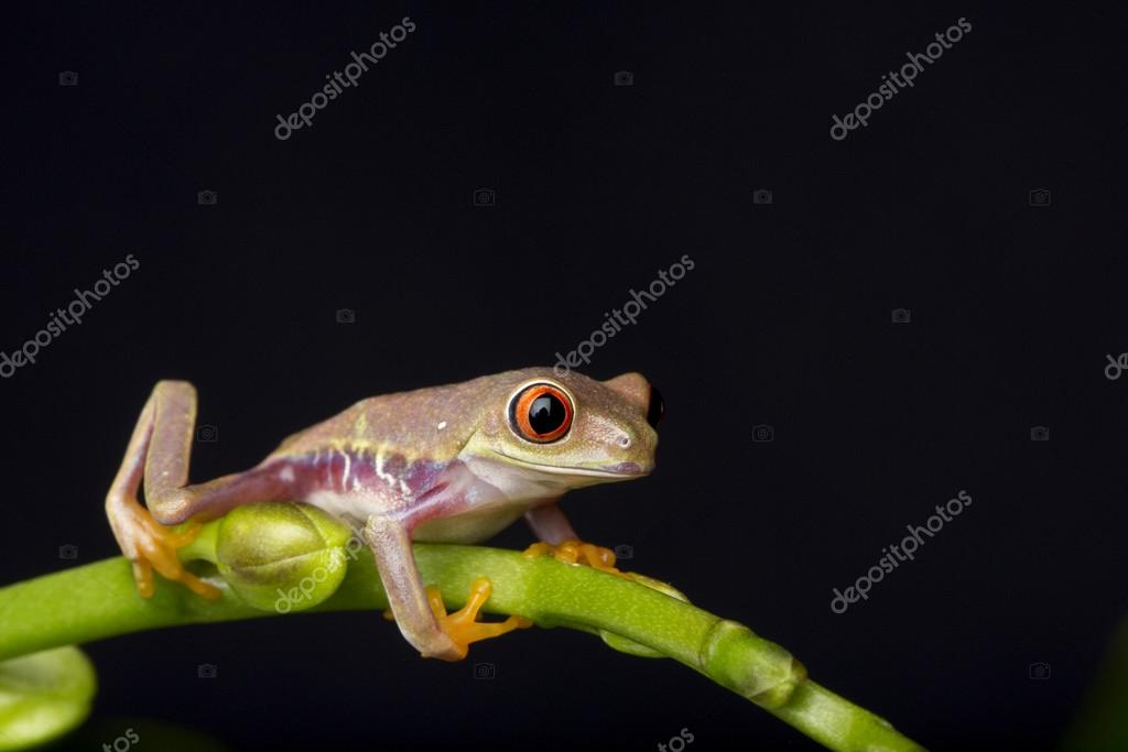 Baby Red Eyed Tree Frog