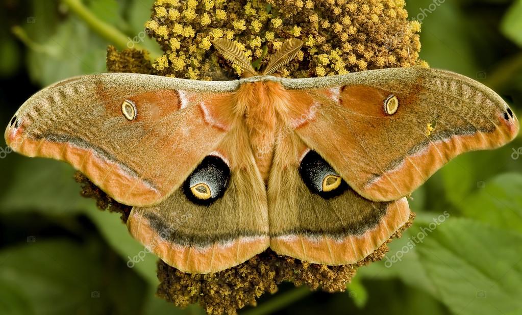 Giant Orange Moth Stock Photo by ©jamcgraw 97983692