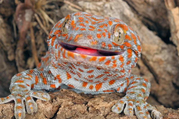 Tokay Gecko - Stock Image - Everypixel