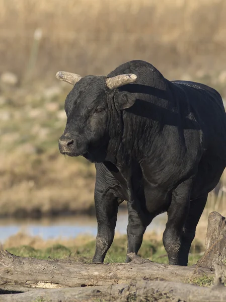 Mean Bull — Stock Photo © schlag #13408873