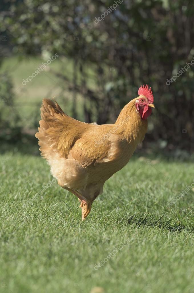 Organic Free Range Chicken — Stock Photo © schlag #95495224