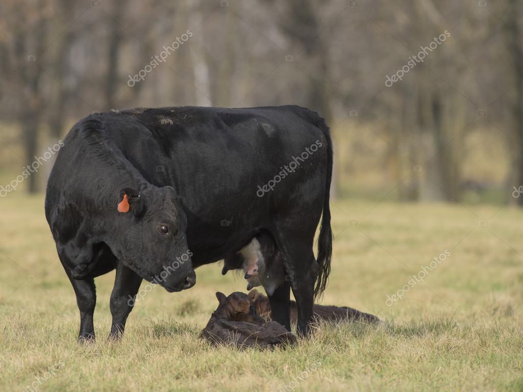 A Black Angus cow and Calf on a Minnesota Beef Farm — Stock Photo ...