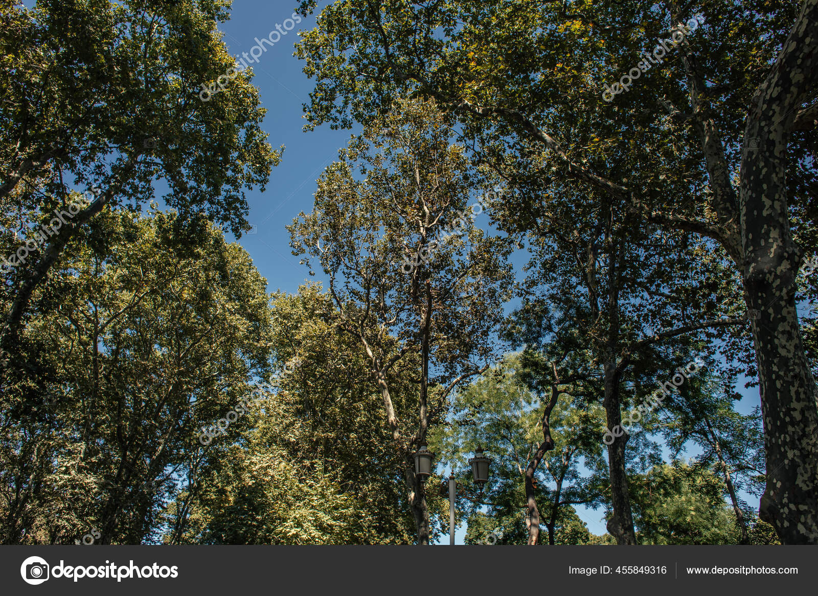 Low Angle View Trees Lantern Blue Sky Background — Stock Photo ...