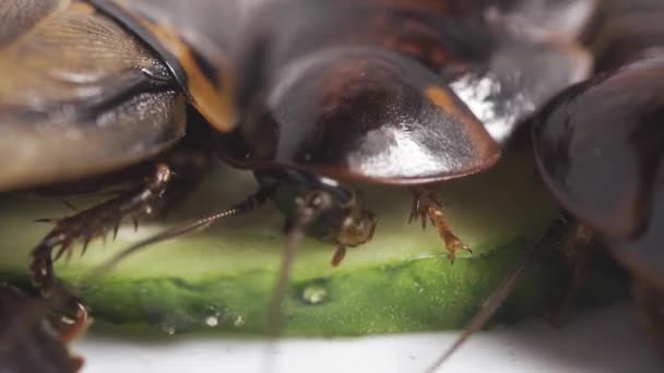 53 마다가스카르 바퀴벌레 스톡 비디오, 로열티-프리 마다가스카르 바퀴벌레 푸티지 | Depositphotos®