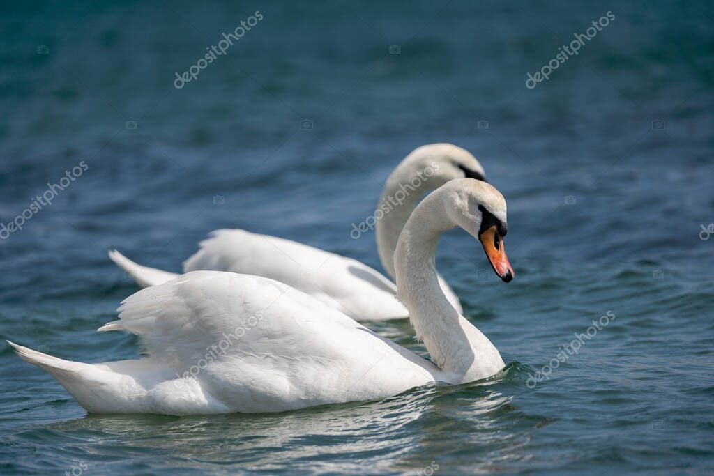 Dos cisnes enamorados en el estanque. Un s mbolo de amor y fidelidad ...