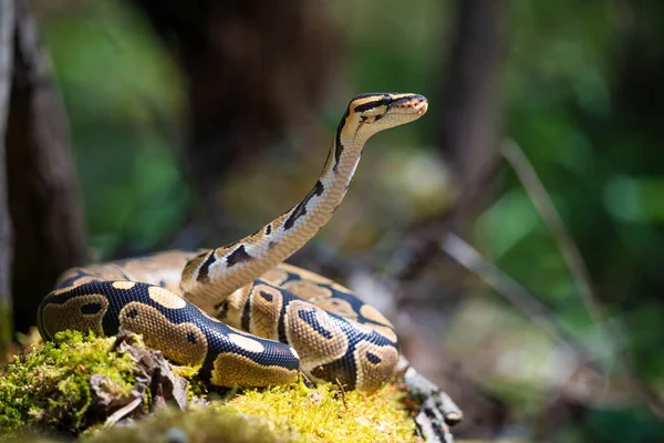 Indian rock python Stock Photos, Royalty Free Indian rock python Images ...